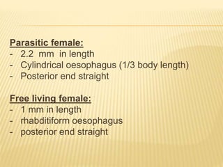 Powerpoint strongyloides stercoralis.ppt