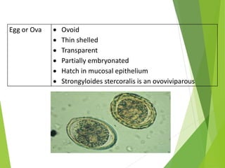 Strongyloides Stercoralis Egg
