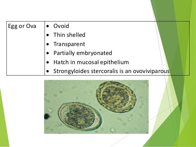 Strongyloides stercoralis