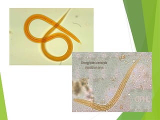 strongyloides-stercoralis.pptx