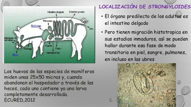 Strongyloides en cerdos