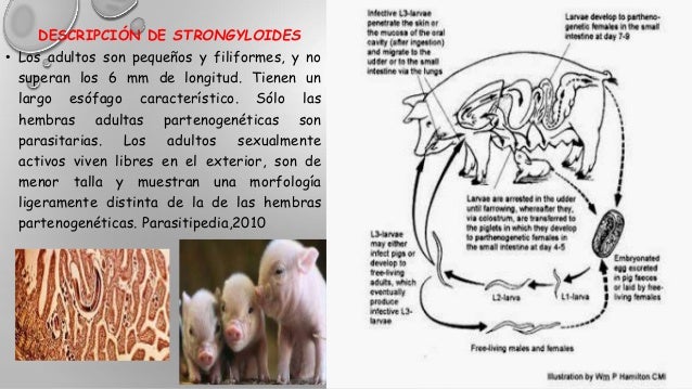 Strongyloides en cerdos