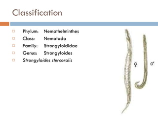 Strongyloides schistosoma | PPT | Infectious Diseases | Diseases and ...