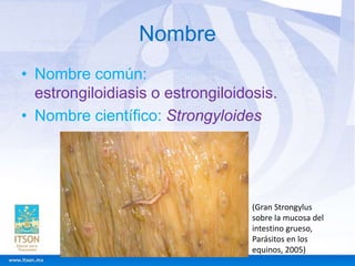 Strongyloides spp | PPT
