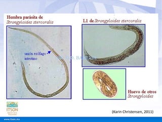 Strongyloides Stercoralis Huevo