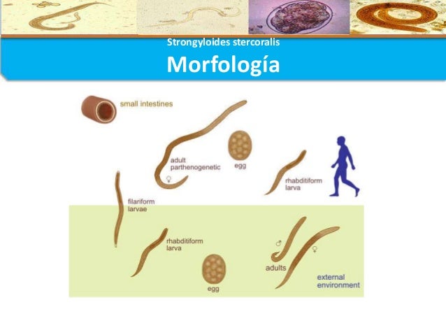 Strongyloides stercoralis