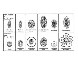 Strongyloides Eggs