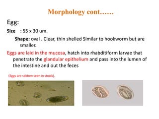 Strongyloides Egg Morphology