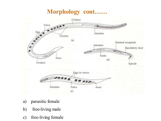 Strongyloides stercoralis