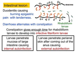 Strongyloides stercoralis | PPT | Infectious Diseases | Diseases and ...
