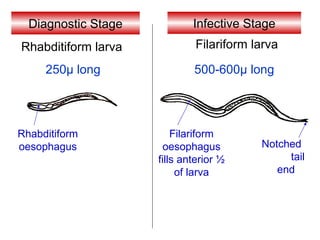 Strongyloides Stercoralis Larvae