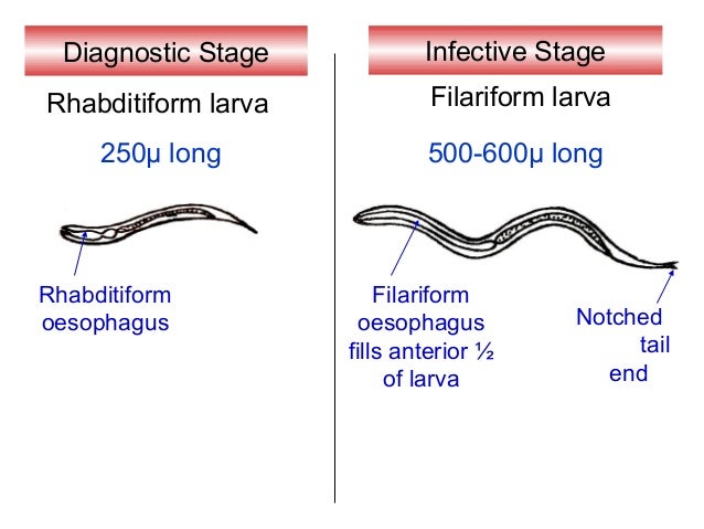 Strongyloides stercoralis