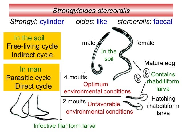 Strongyloides stercoralis