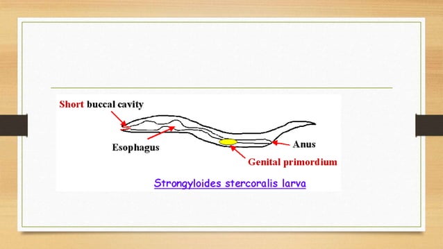 Strongyloides stercoralis | PPT