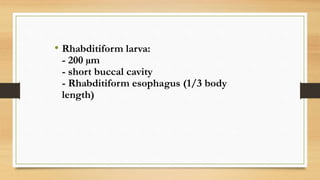 Strongyloides stercoralis | PPT