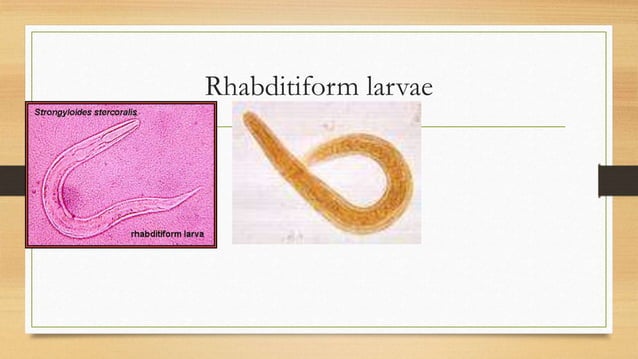 Strongyloides stercoralis | PPT