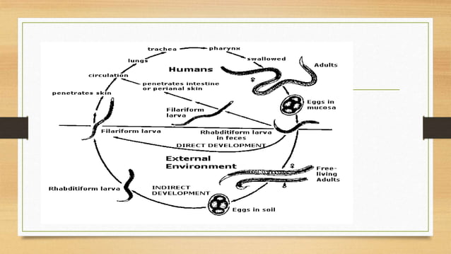 Strongyloides stercoralis | PPT