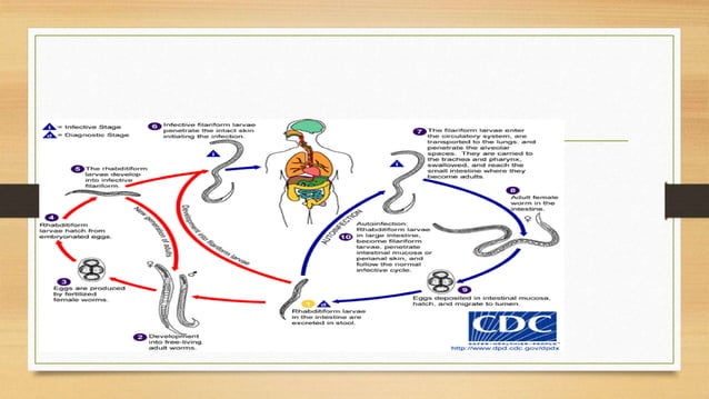 Strongyloides stercoralis | PPT