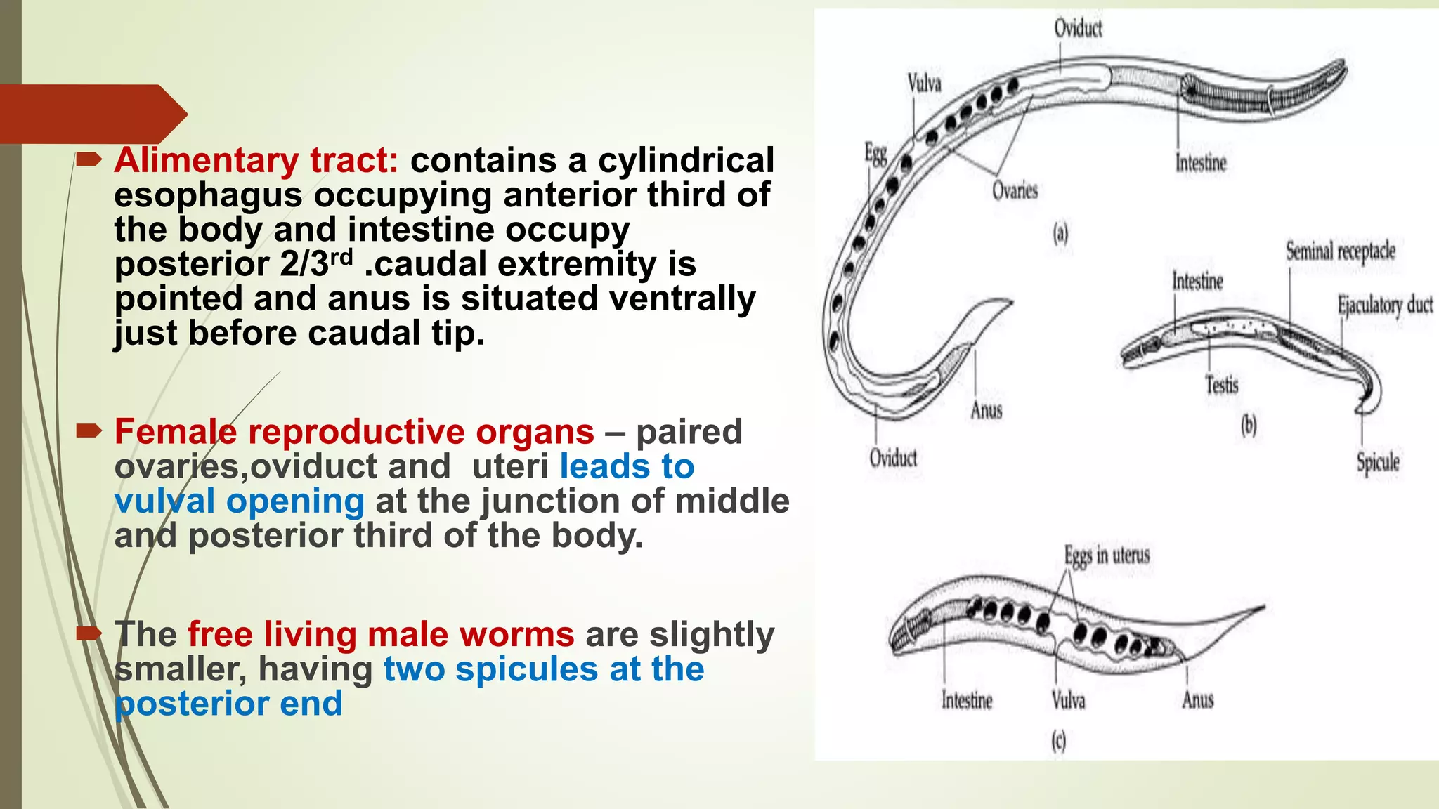 Strongyloides stercoralis | PPTX