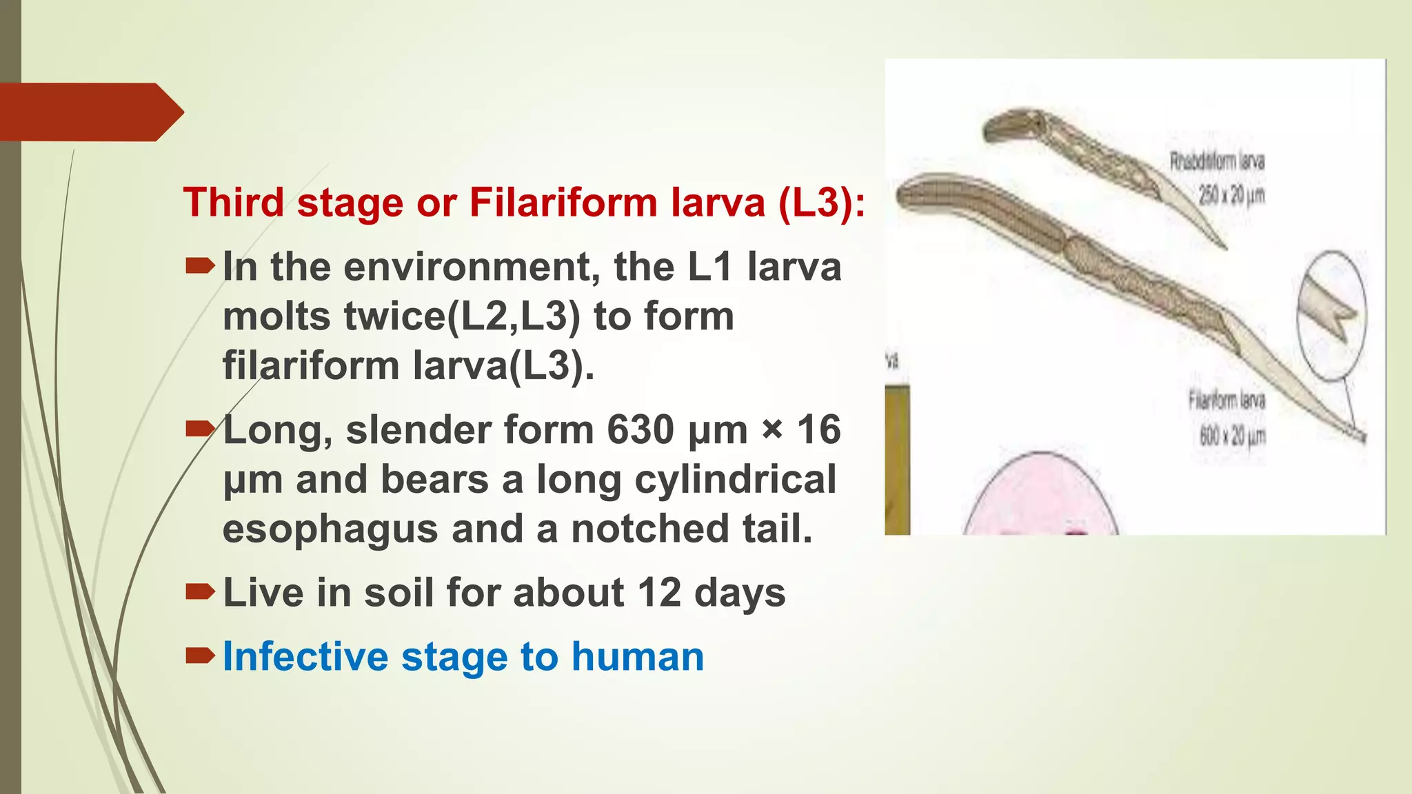 Strongyloides stercoralis | PPTX