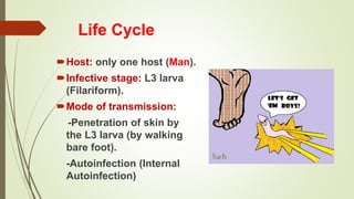 Strongyloides stercoralis | PPTX