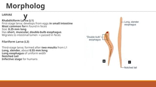 Strongyloides stercoralis: Life Cycle, Pathogenesis and Clinical ...