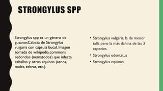 Strongylus Ezequiel.pptx trabajo practico | PPTX