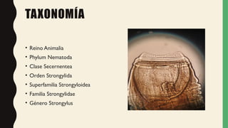 Strongylus Ezequiel.pptx trabajo practico | PPTX