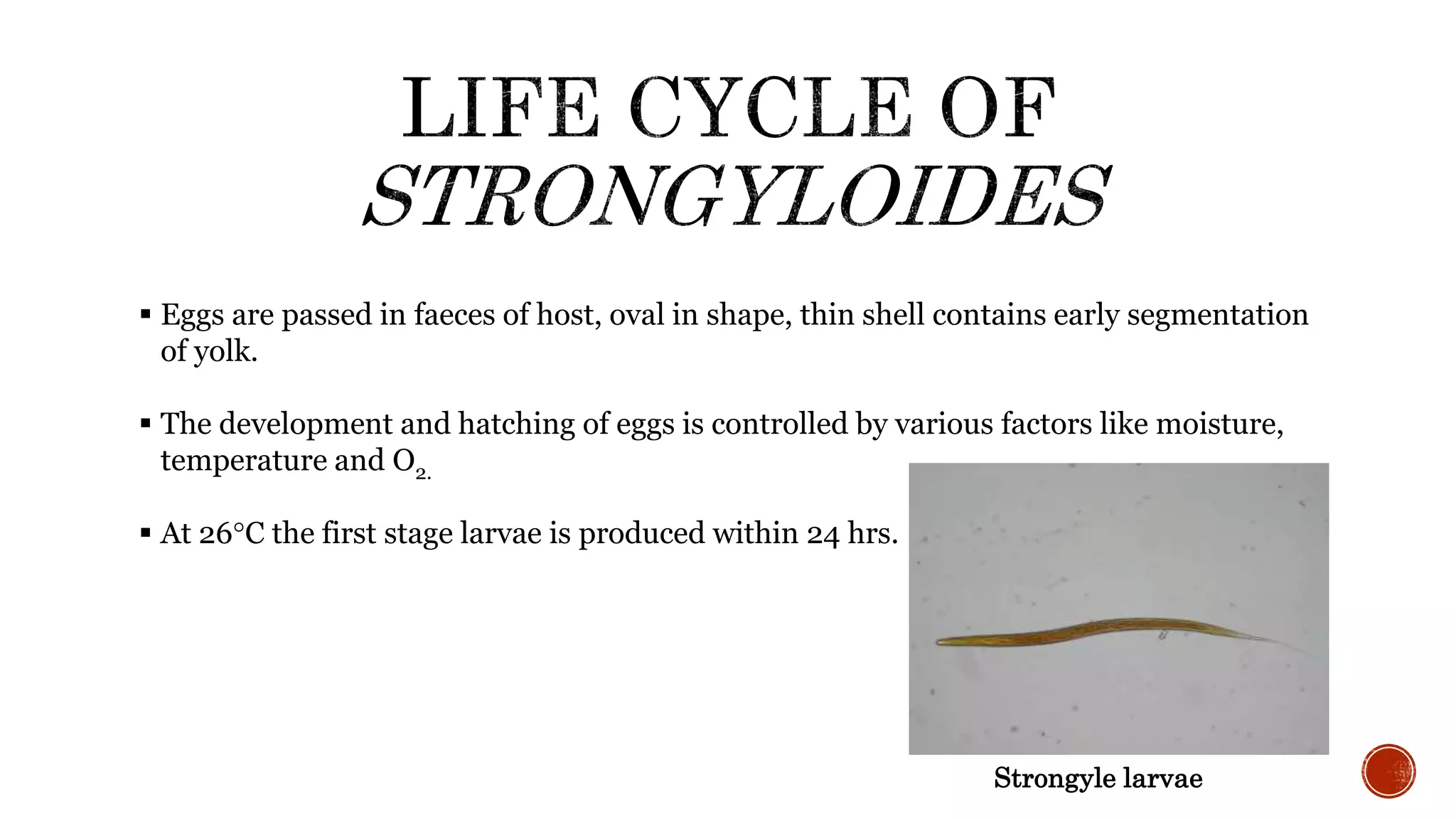 Strongylus vulgaris | PPTX