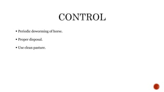 Strongylus Vulgaris Life Cycle