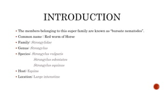 Strongylus Vulgaris Ova