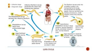 Strongylus Vulgaris Life Cycle