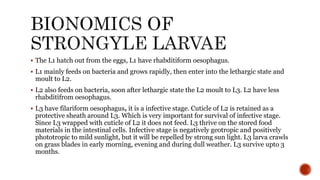 Strongylus Vulgaris Life Cycle