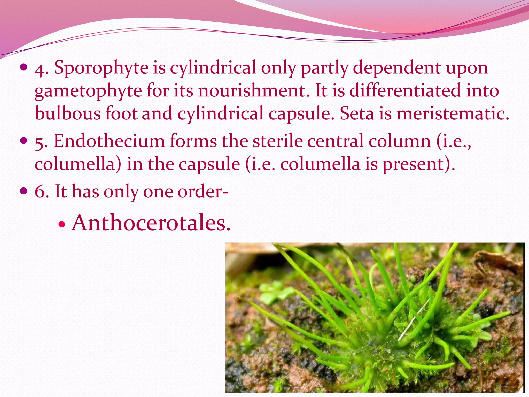 Strotler and Crandle classification of bryophyte.pdf
