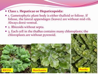 Strotler and Crandle classification of bryophyte.pdf