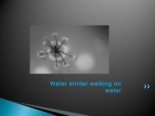 Surface tension ppt | PPT