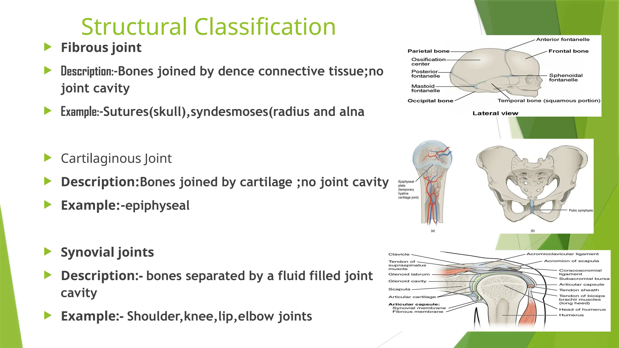 structrural and functional classification of joint -1 - Sayoni Saha.pptx