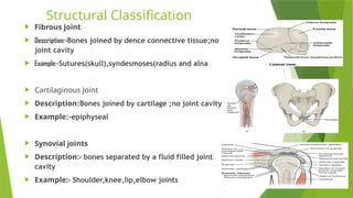 structrural and functional classification of joint -1 - Sayoni Saha.pptx