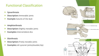 structrural and functional classification of joint -1 - Sayoni Saha.pptx