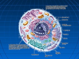 Structura celulei | PPT