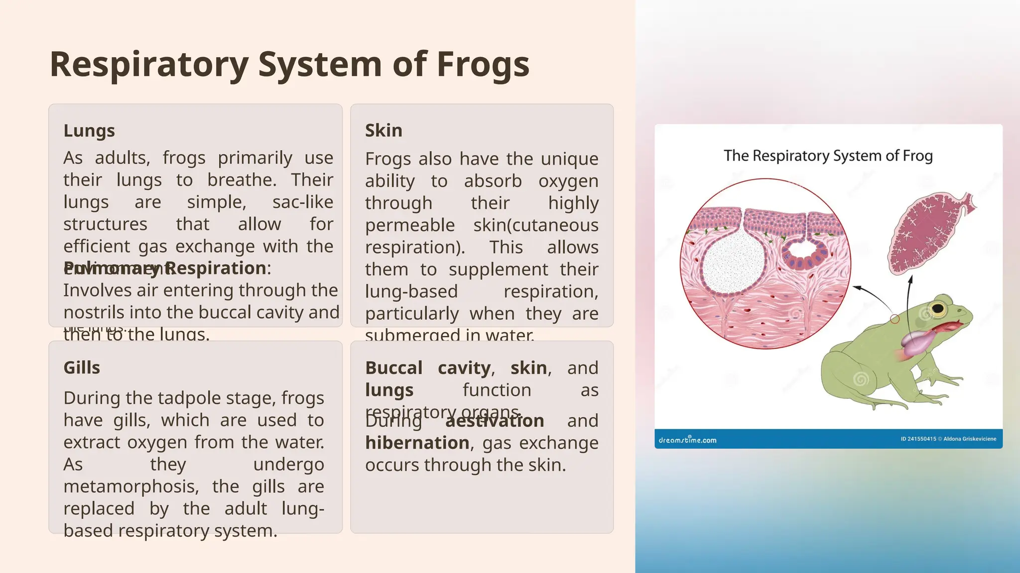 The-Structural-Organization-in-Animals.pptx
