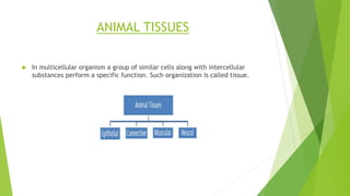 STRUCTURAL-ORGANIZATION-IN-ANIMALS-7.pptx