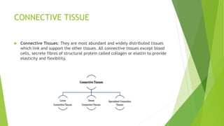 STRUCTURAL-ORGANIZATION-IN-ANIMALS-7.pptx