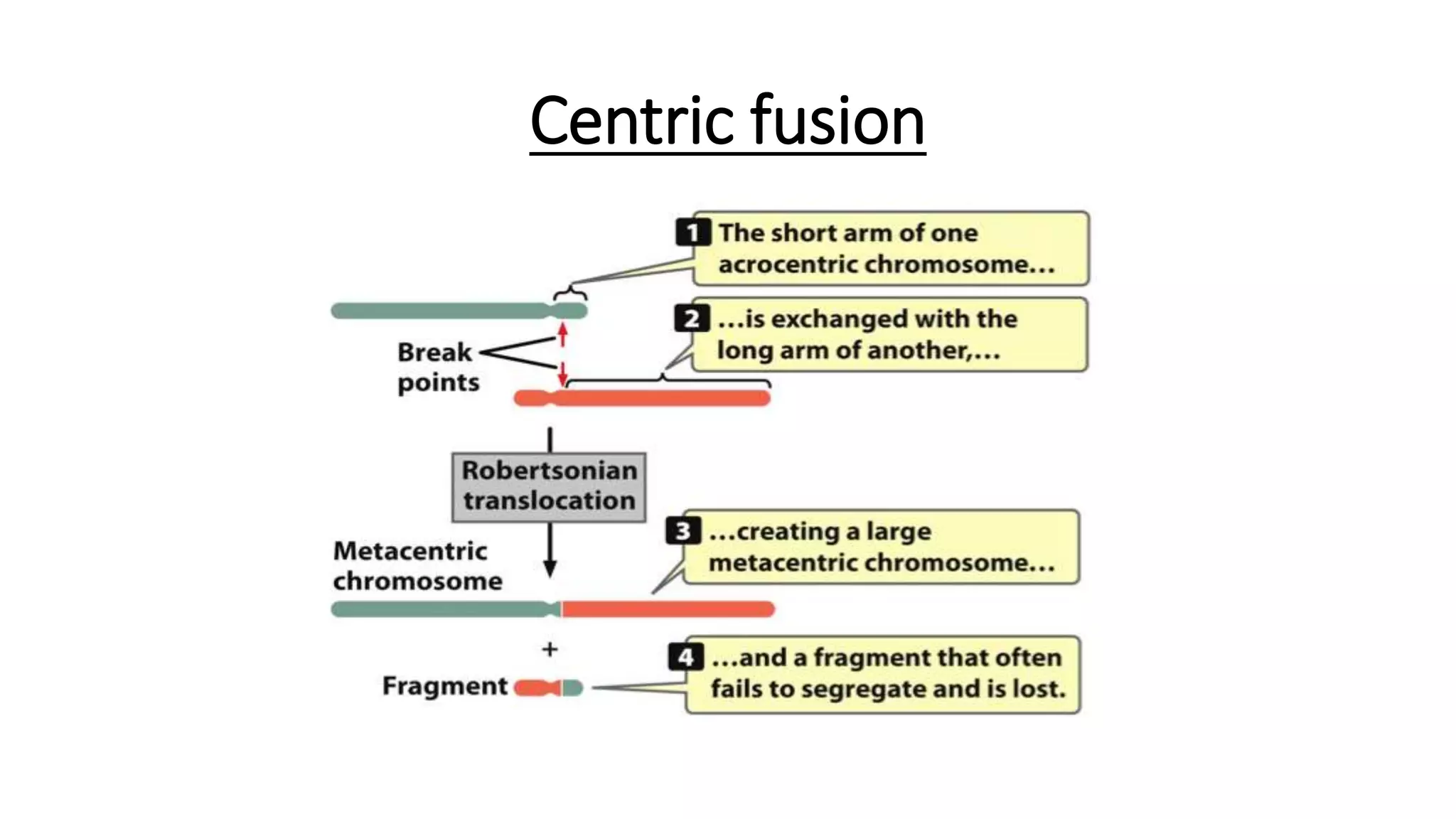 Structural aberrations of chromosomes | PPTX