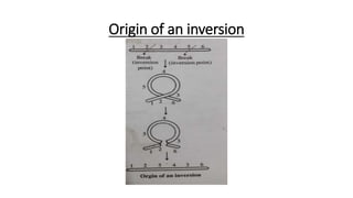 Structural aberrations of chromosomes | PPTX