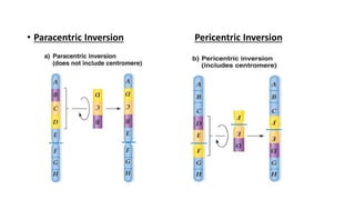 Structural aberrations of chromosomes | PPTX