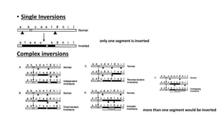 Structural aberrations of chromosomes | PPTX