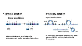 Structural aberrations of chromosomes | PPTX