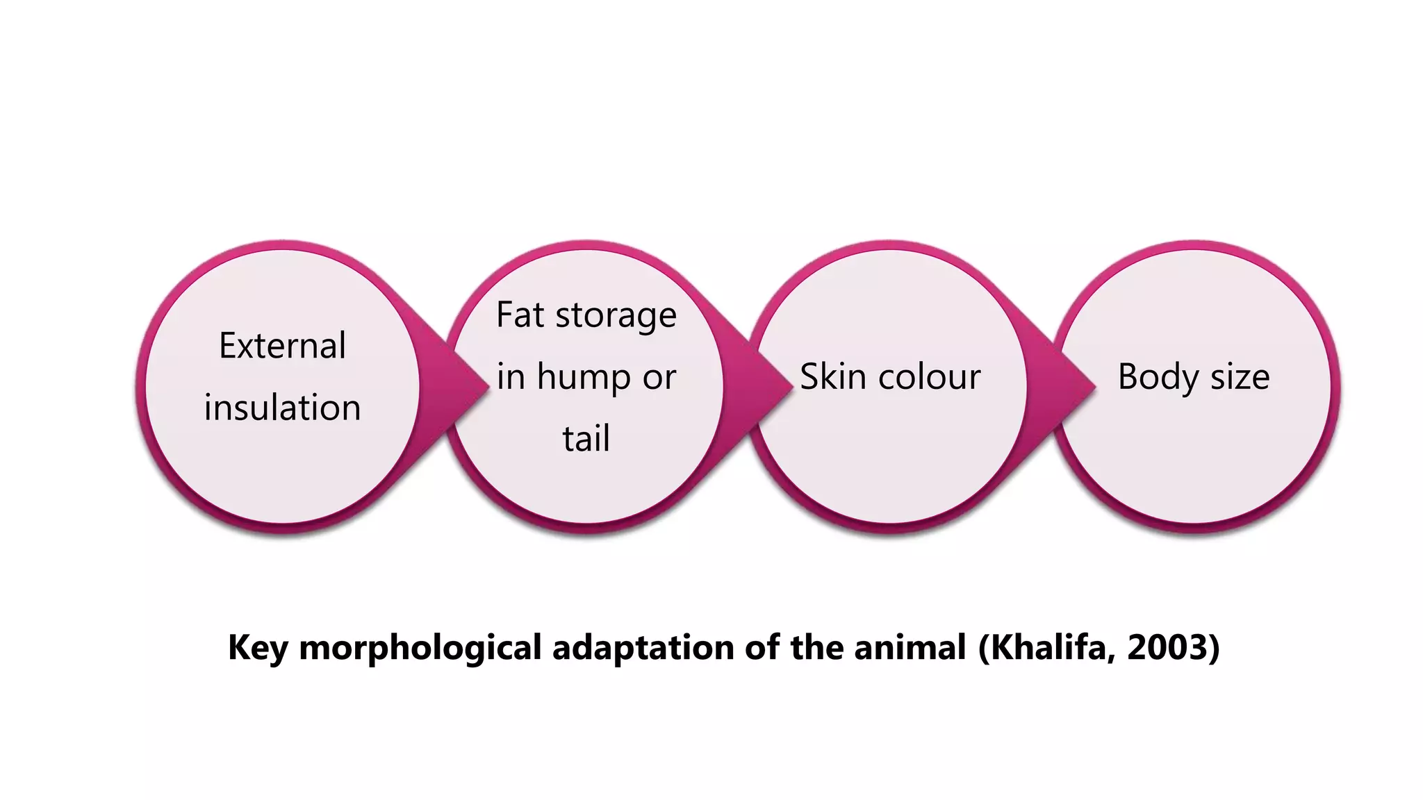 Animal Adaptations to Environmental Changes | PPTX