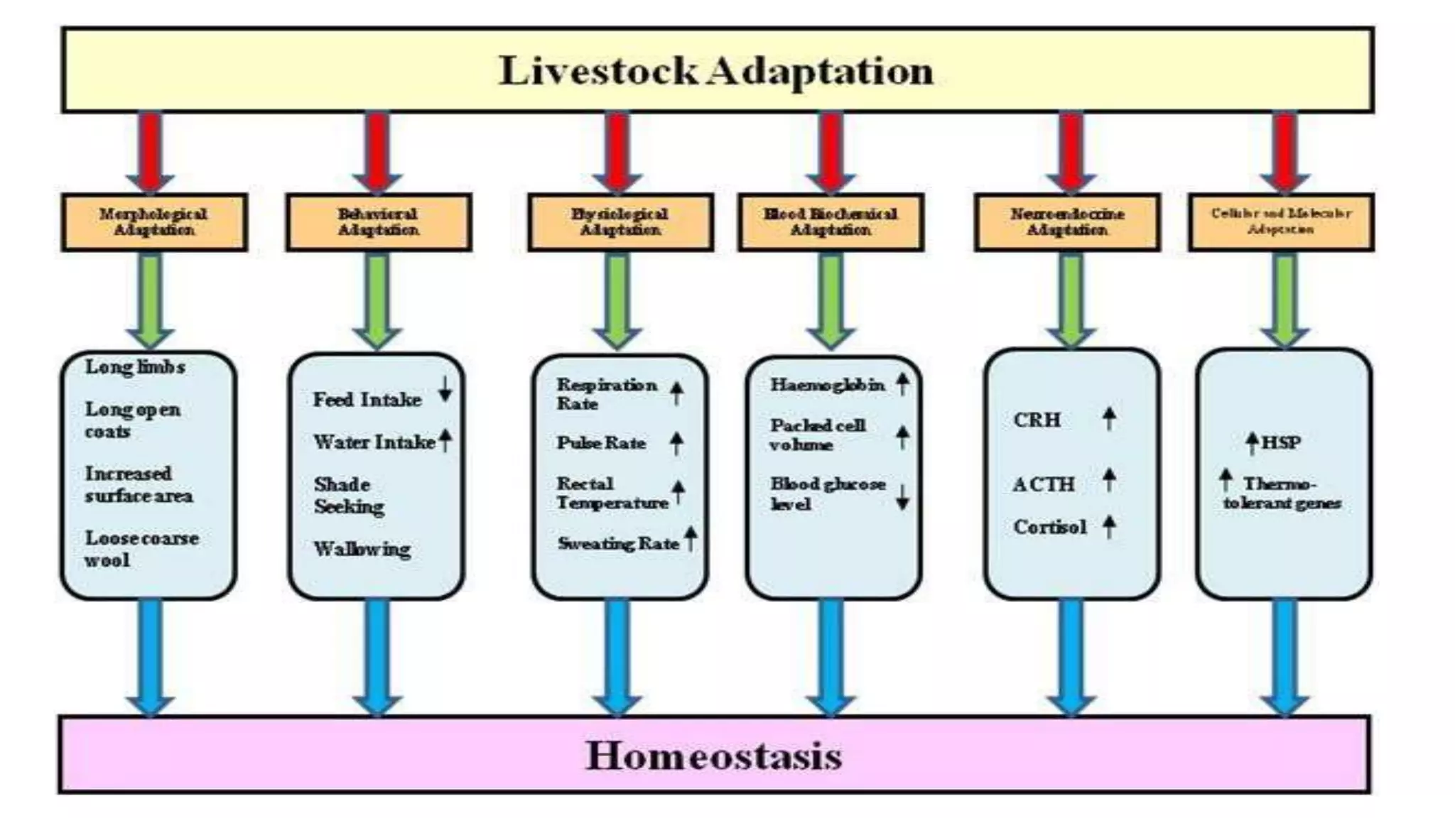 Animal Adaptations to Environmental Changes | PPTX
